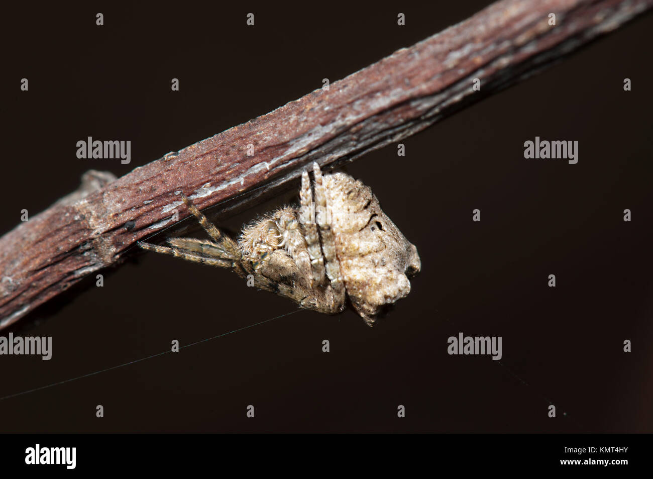 Twig Spider (Poltys sp.), Far North Queensland, FNQ, QLD, Australia ...