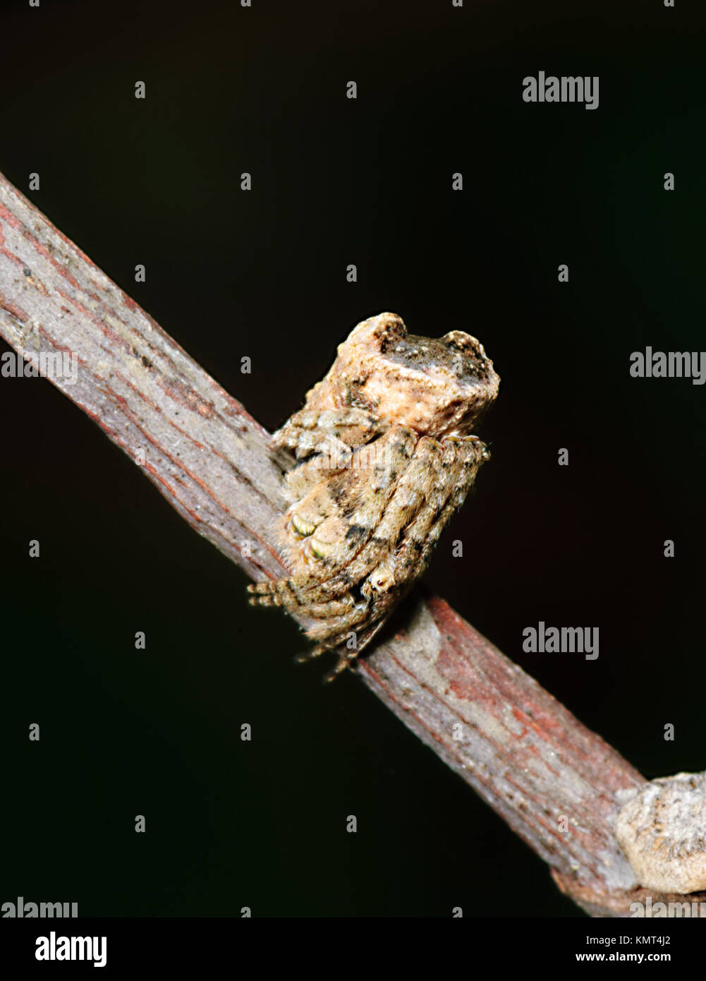Twig Spider (Poltys sp.), Far North Queensland, FNQ, QLD, Australia ...