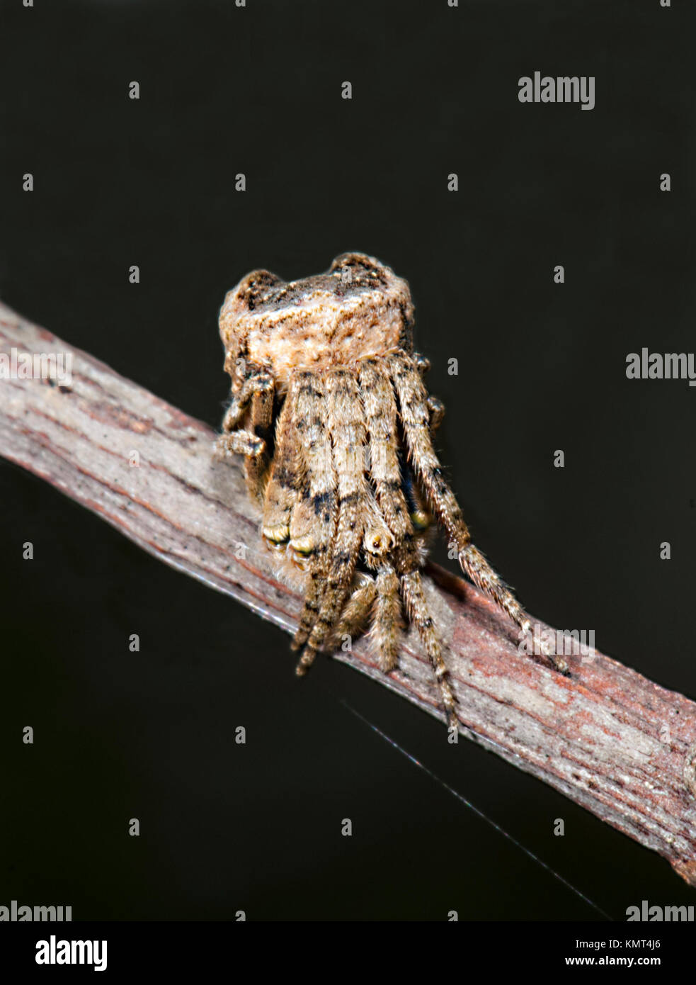 Twig Spider (Poltys sp.), Far North Queensland, FNQ, QLD, Australia ...
