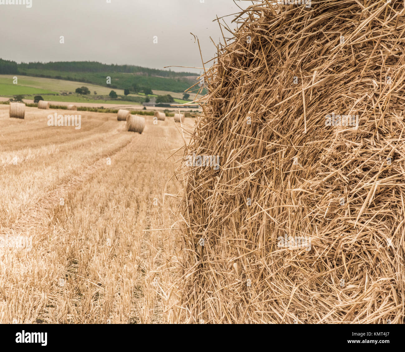 Hay Bales on Golden Field - Agriculture Scenery of Scotland Stock Photo ...