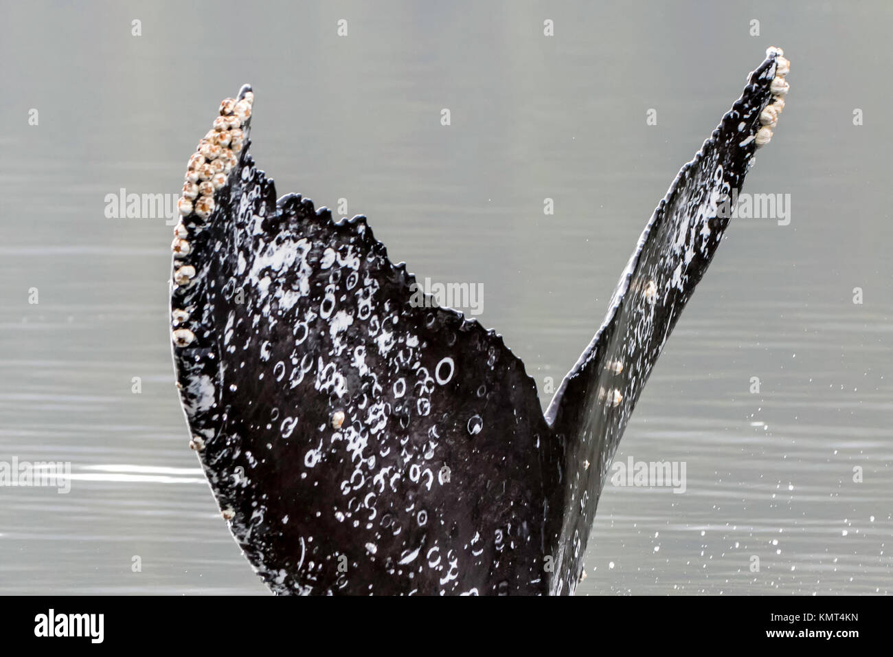 Close up of humpback whale flukes with barnacles Stock Photo - Alamy