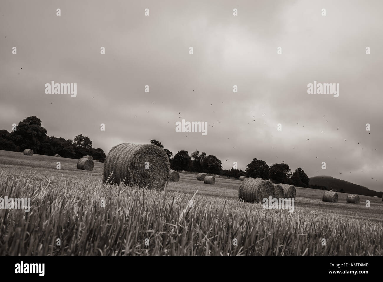 Hay Bales - Monochrome Countryside Scenery Stock Photo - Alamy