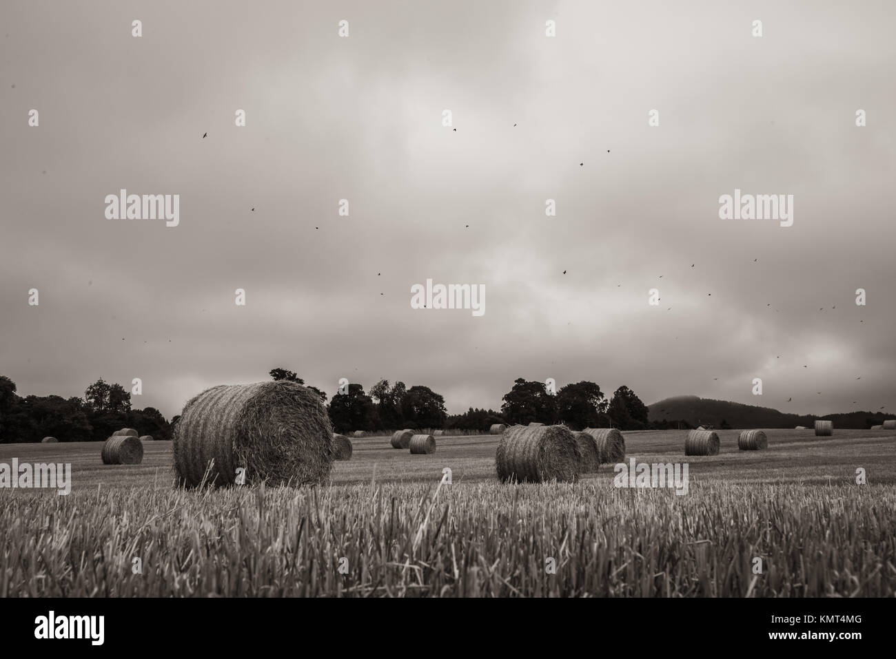 Hay Bales - Monochrome Countryside Scenery Stock Photo - Alamy