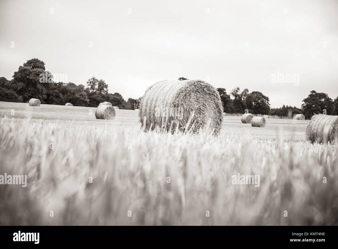 Hay Bales - Monochrome Countryside Scenery Stock Photo - Alamy
