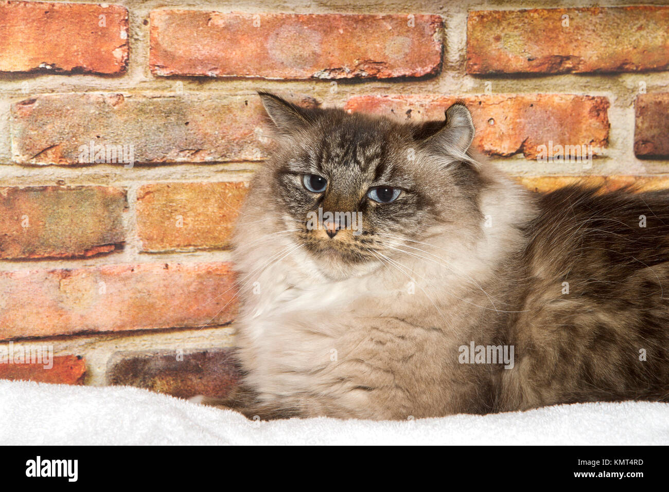 Blue tabby spotted hi-res stock photography and images - Alamy