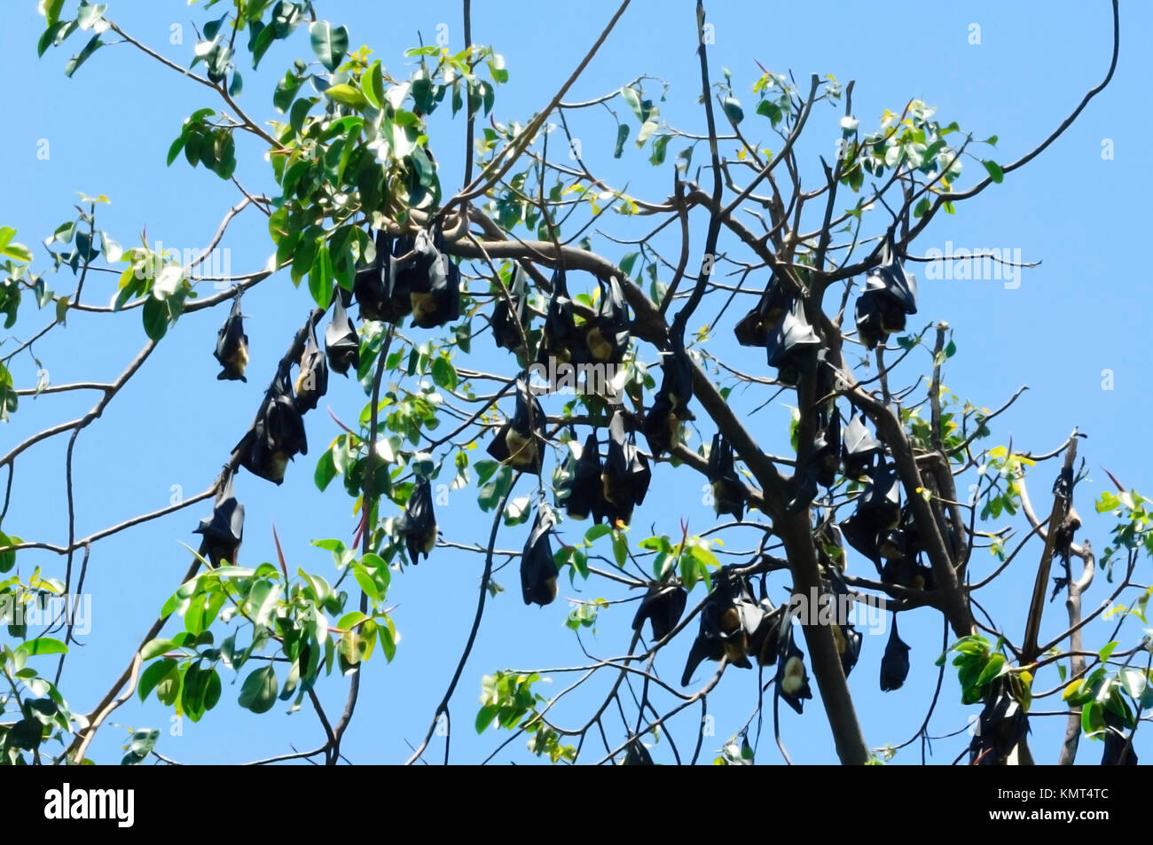 Colony of Spectacled flying fox or Spectacled Fruit Bat (Pteropus ...