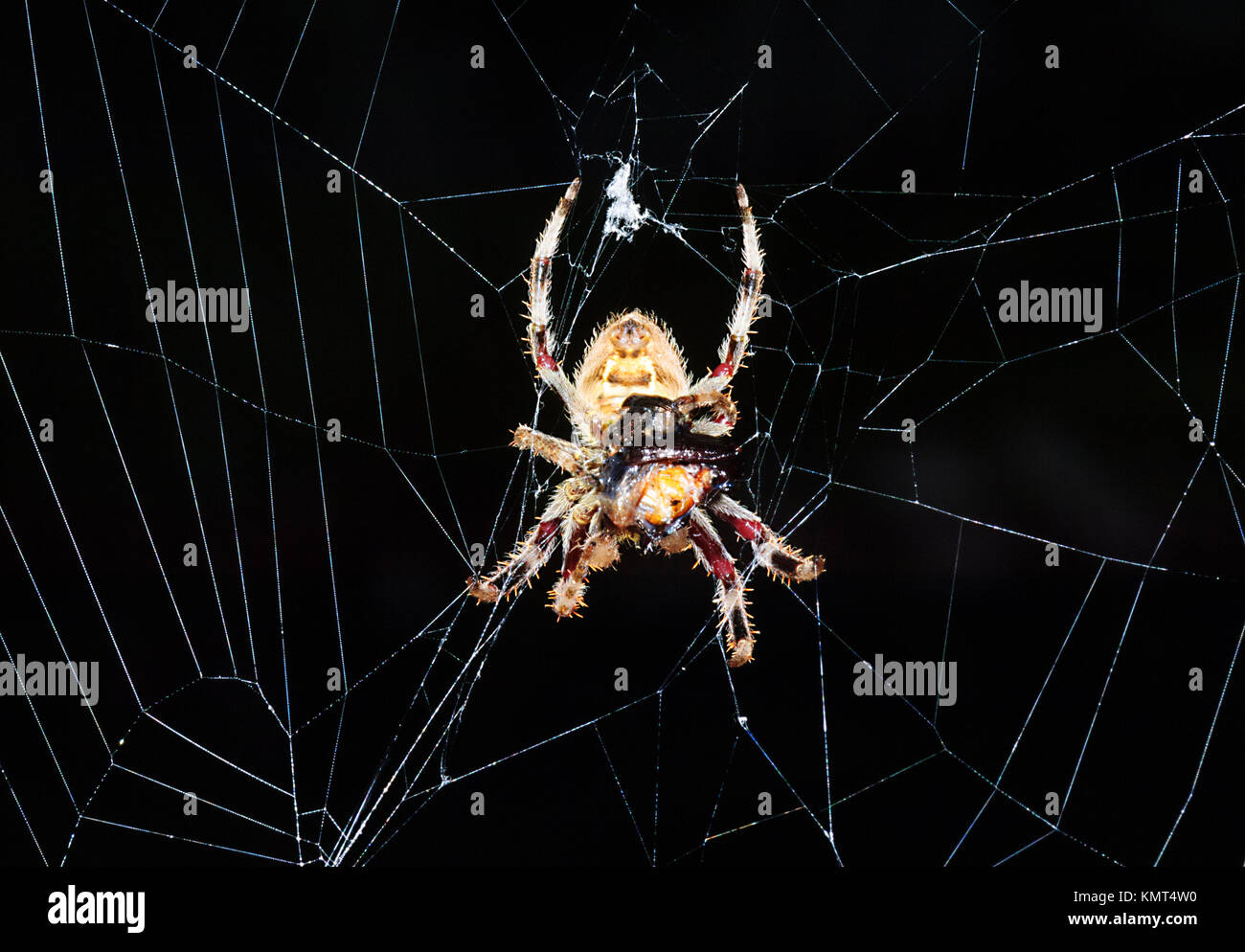 Orb-weaving Spider (Araneus sp.) with prey at night, Cairns, Far North ...