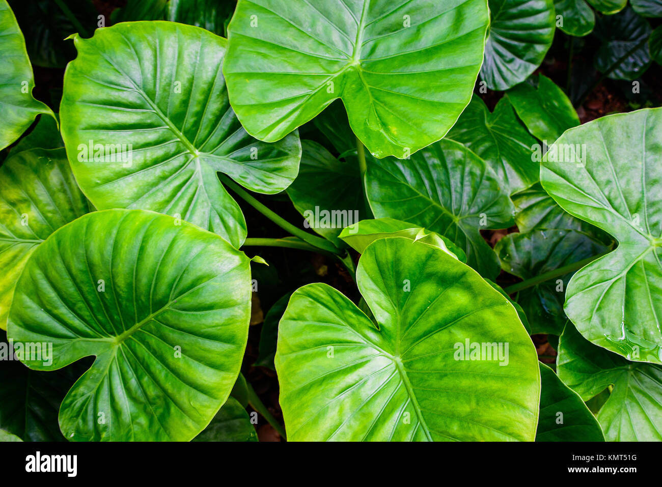 green caladium leaf and caladium tree with ligh and dark tone Stock ...