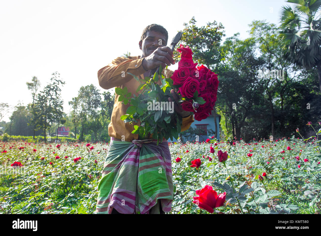 Flower cultivators collect Milan red rose flowers Stock Photo - Alamy