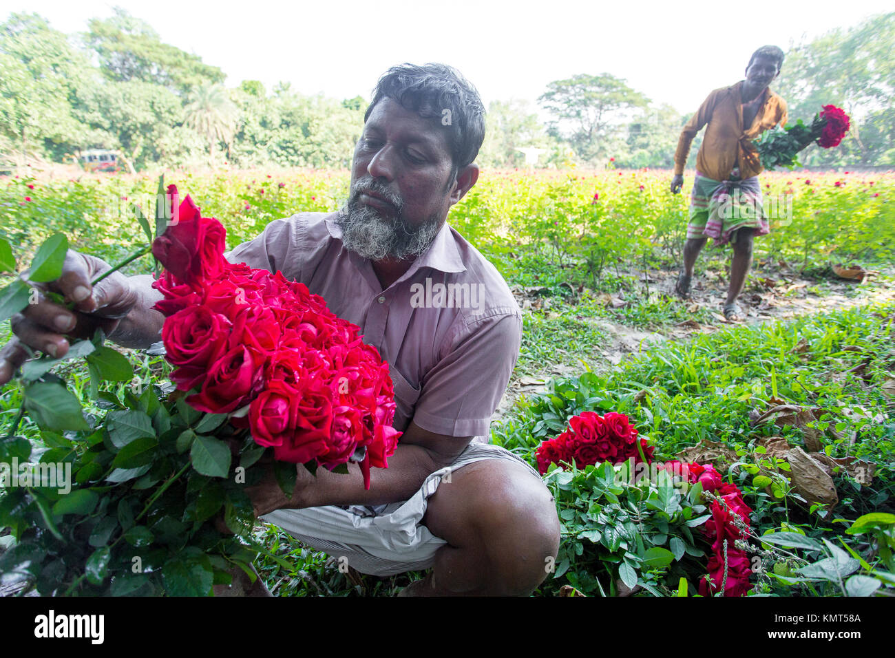 in Sadullapur, Shaympur, Kamalpur and Bangnibari villages in Birulia ...
