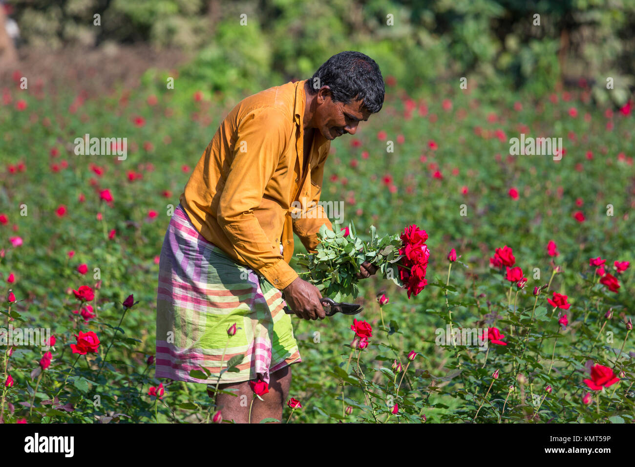 Flower cultivators collect Milan red rose flowers Stock Photo - Alamy