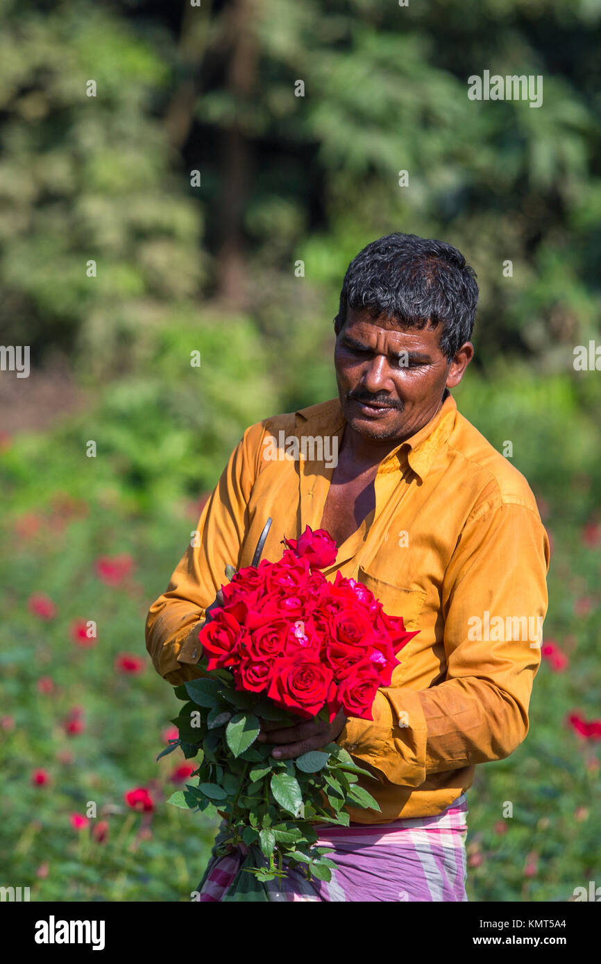 Flower cultivators collect Milan red rose flowers Stock Photo - Alamy