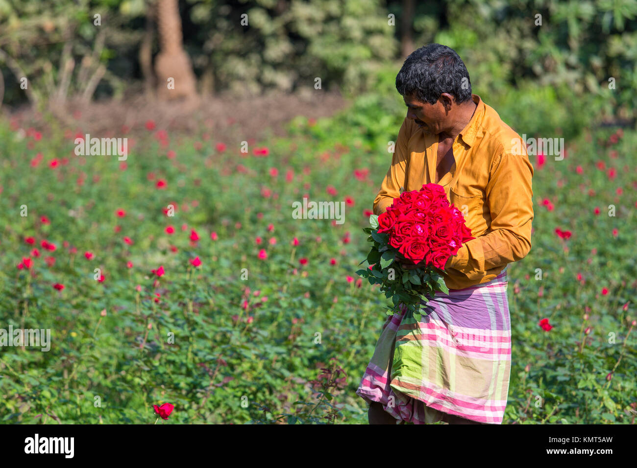 Flower cultivators collect Milan red rose flowers Stock Photo - Alamy