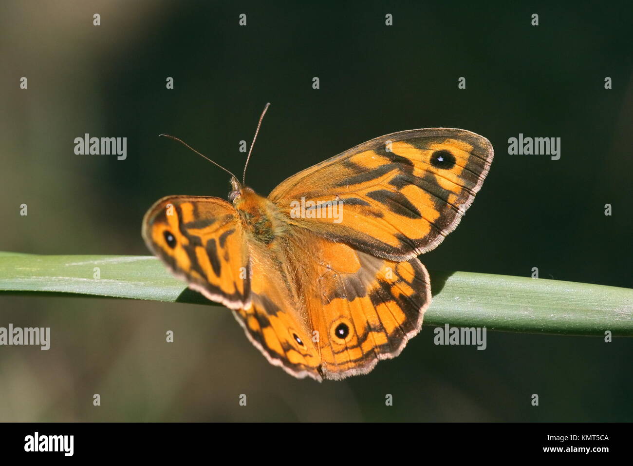 Common Brown Butterfly, 'Heteronympha merope' Stock Photo - Alamy