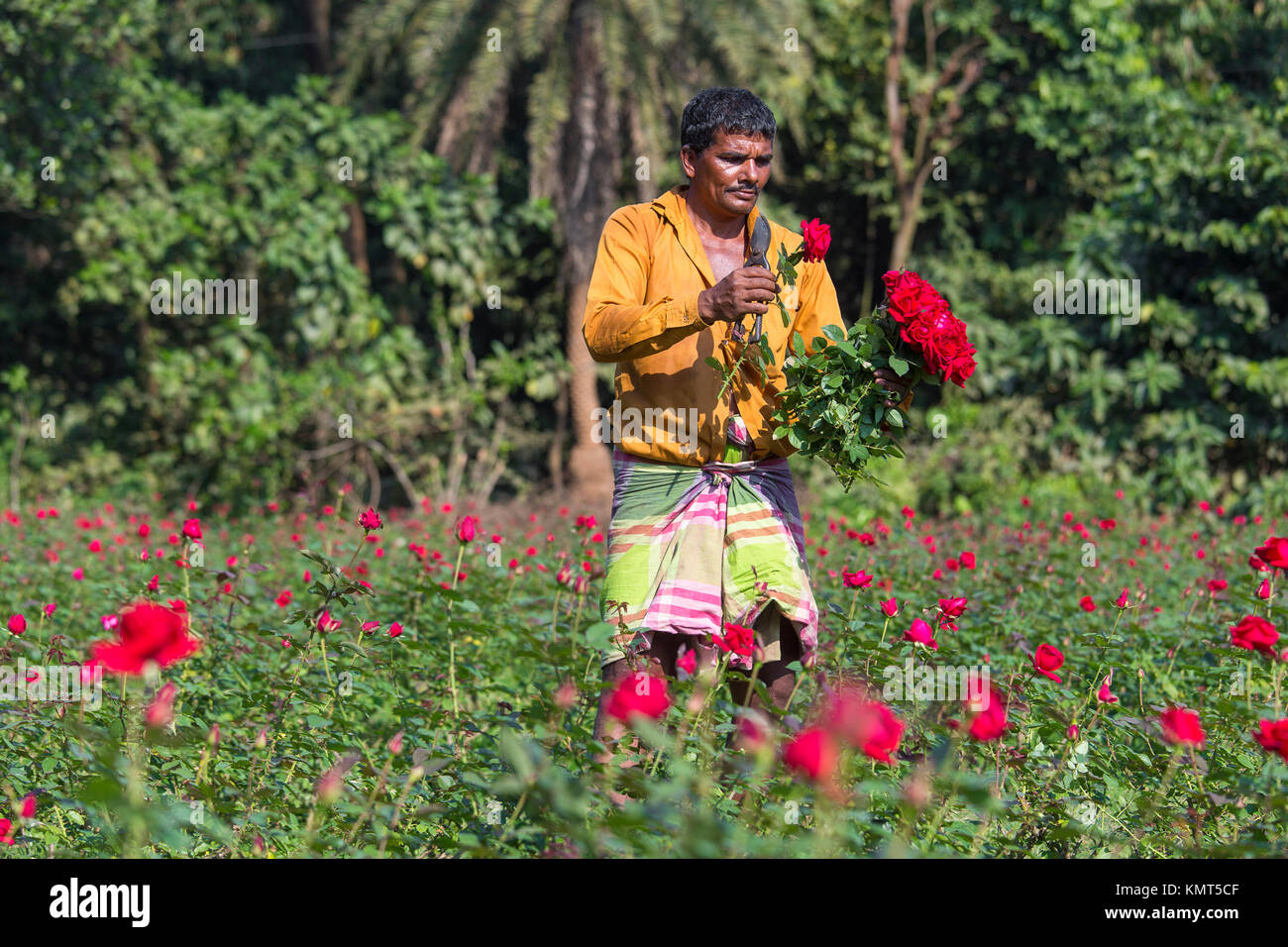 Flower cultivators collect Milan red rose flowers Stock Photo - Alamy
