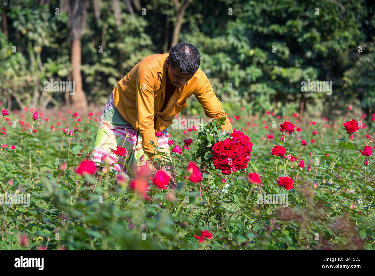 Flower cultivators collect Milan red rose flowers Stock Photo - Alamy
