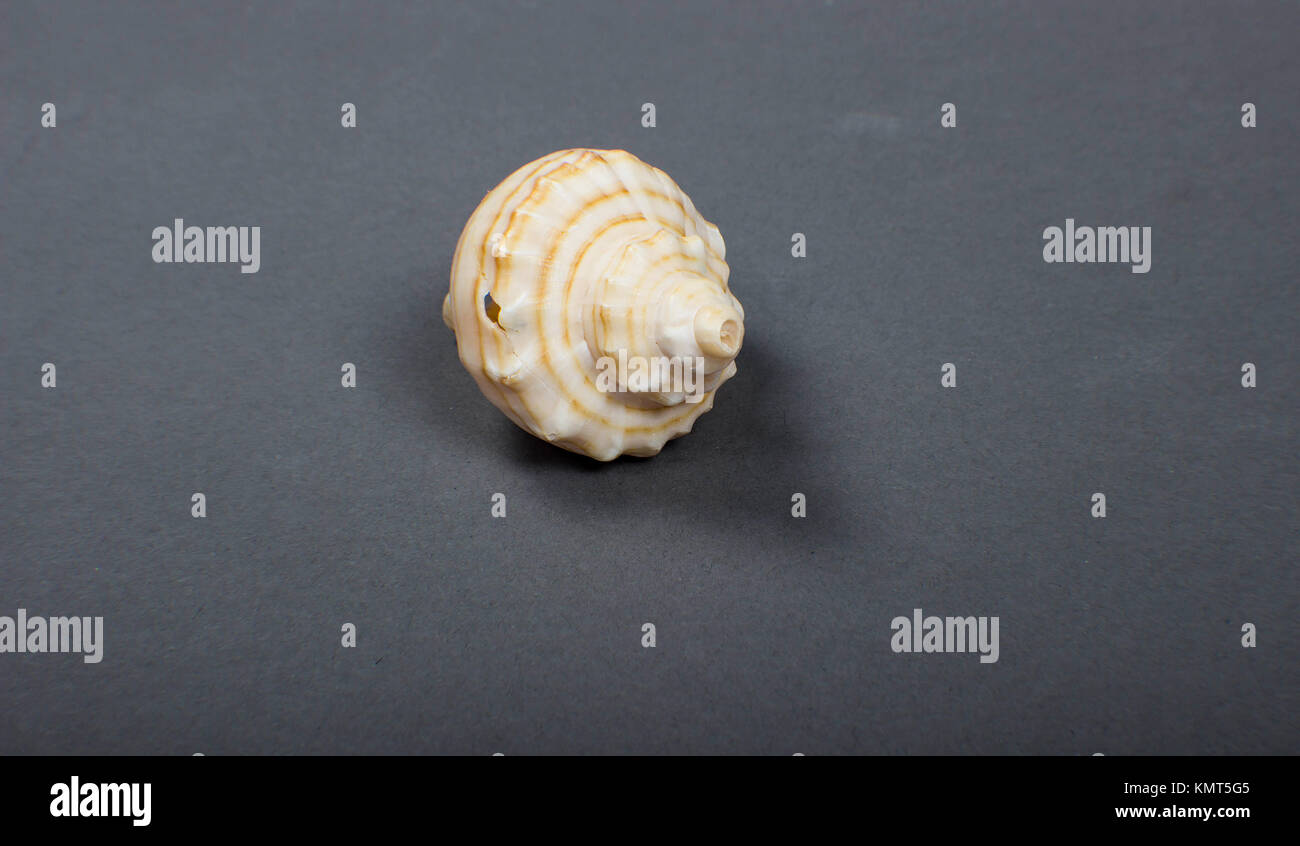 close up of conch or sea shell, beige and white stripes, sea life Stock ...