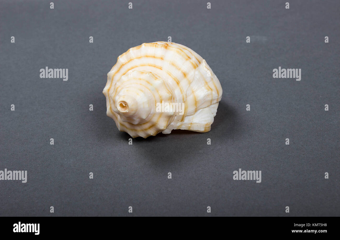 close up of conch or sea shell, beige and white stripes, sea life Stock ...