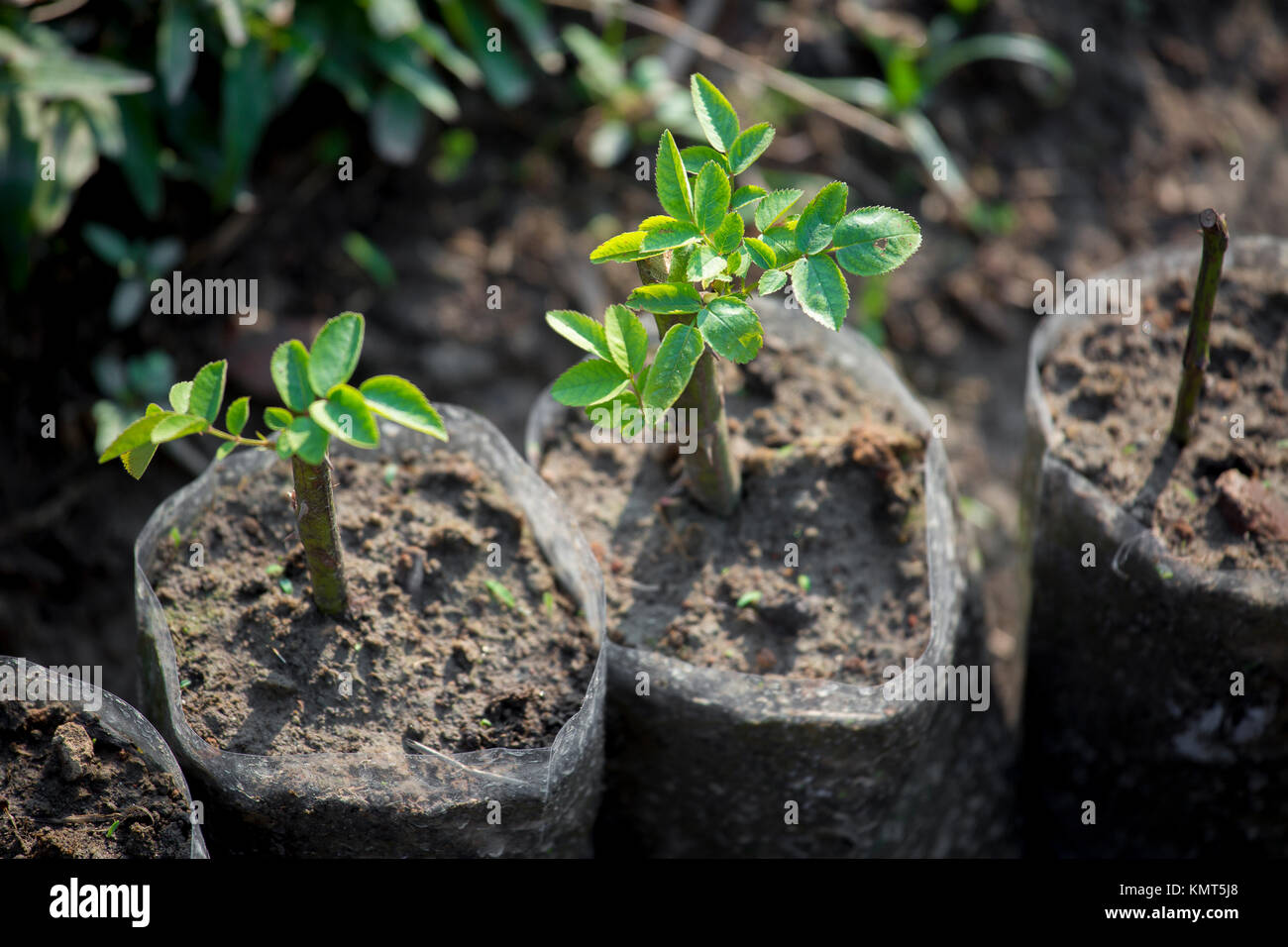 Roses mini plants Stock Photo - Alamy