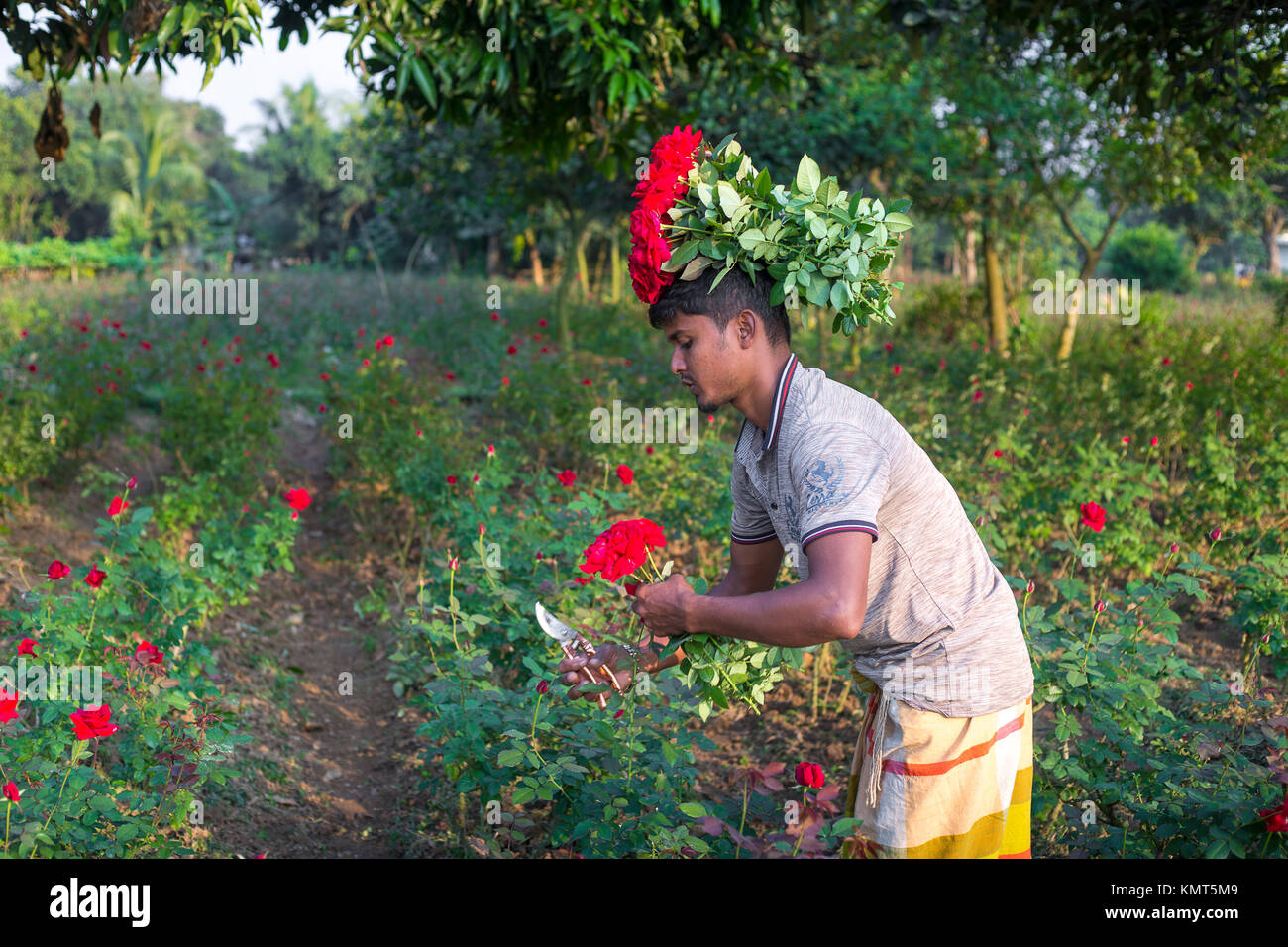 Flower cultivators collect Milan red rose flowers Stock Photo - Alamy