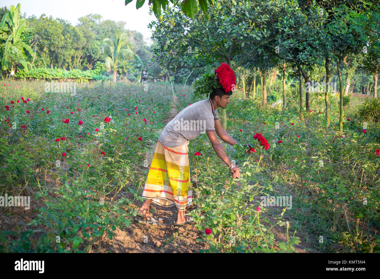 Flower cultivators collect Milan red rose flowers Stock Photo - Alamy