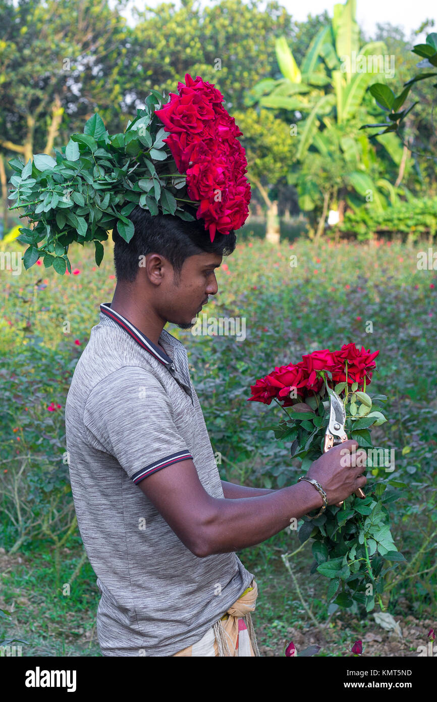 Flower cultivators collect Milan red rose flowers Stock Photo - Alamy