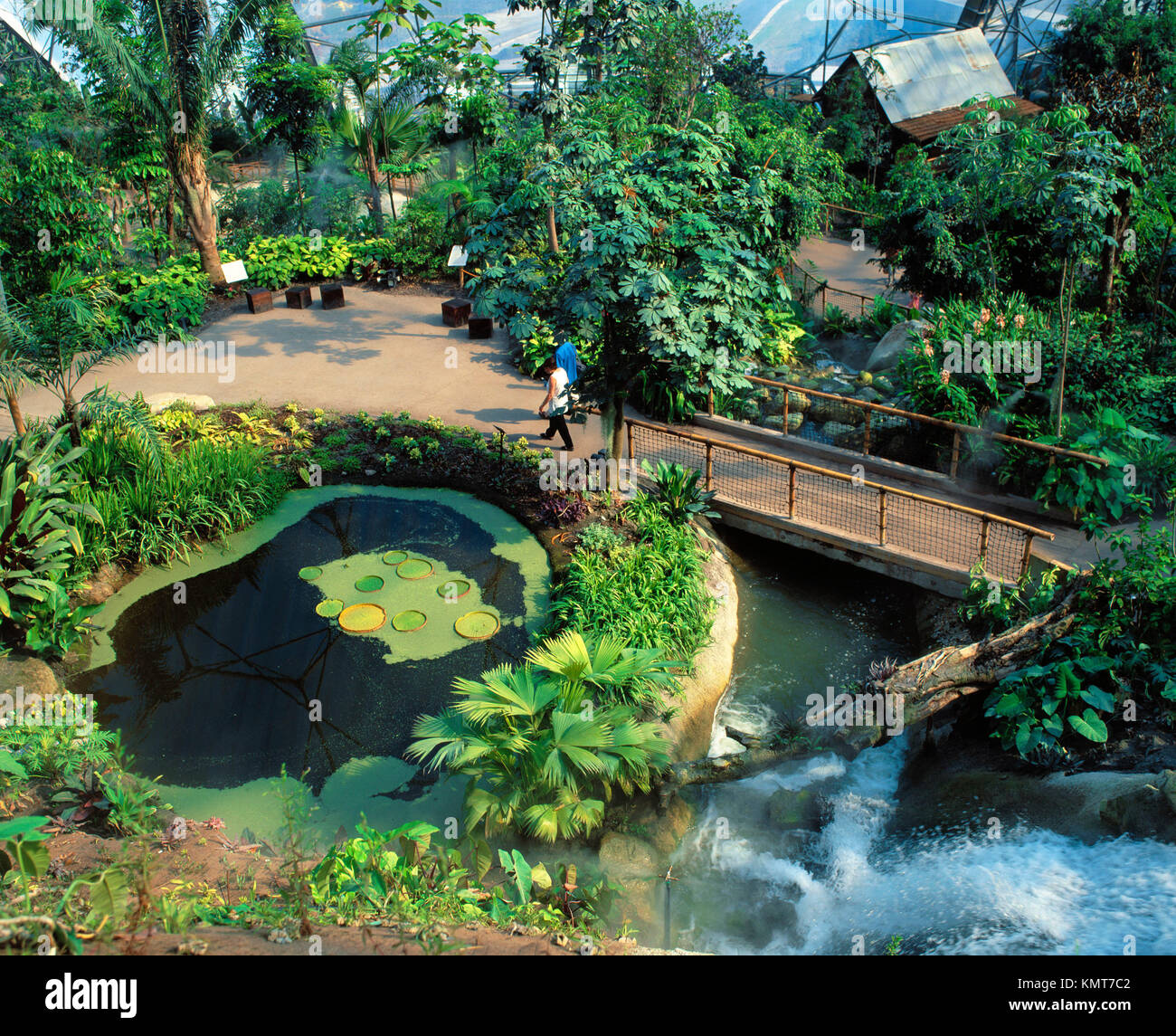 Humid tropics biome. Eden Project. Cornwall. England Stock Photo - Alamy