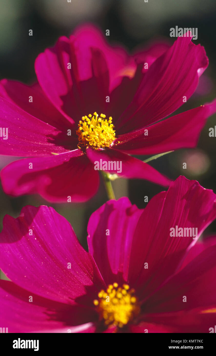 Cosmos cosmos sp hi-res stock photography and images - Alamy