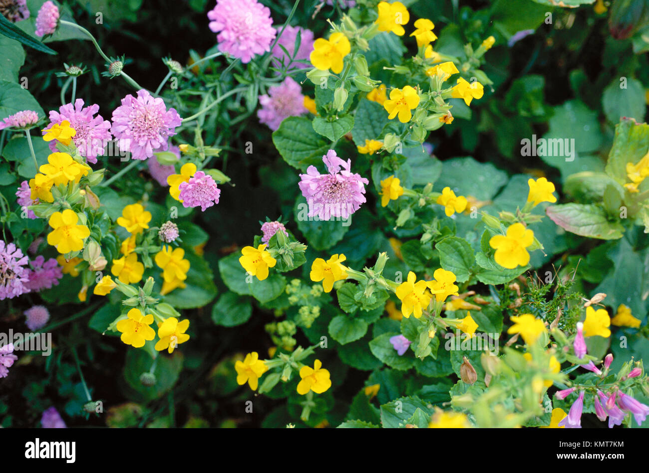Monkey flowers (Mimulus sp.) and Slabius Stock Photo - Alamy