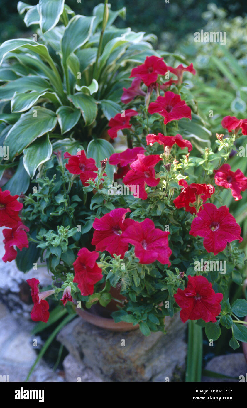 Petunia sp hi-res stock photography and images - Alamy