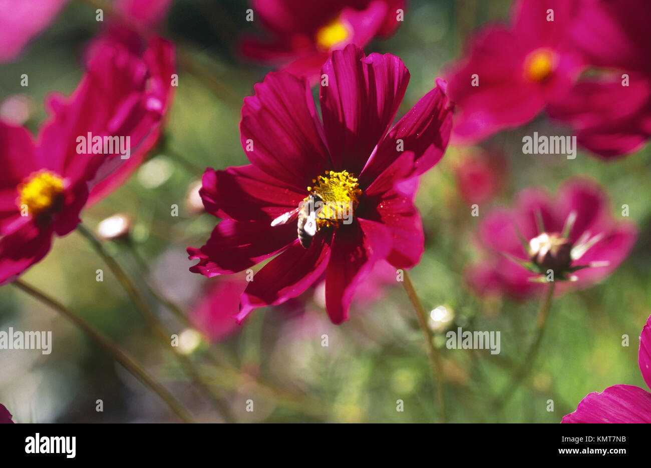 Cosmos (Cosmos sp Stock Photo - Alamy