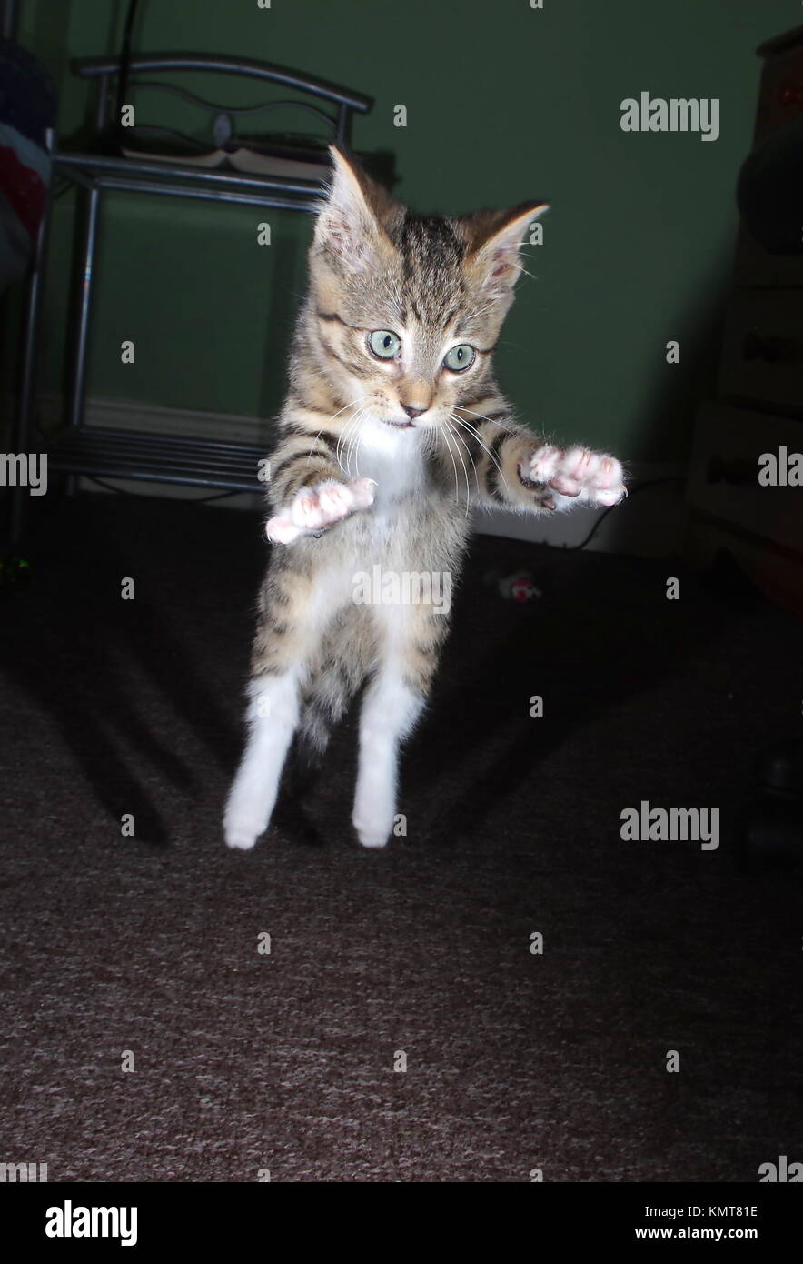 Tabby kitten jumping on bedroom floor Stock Photo - Alamy