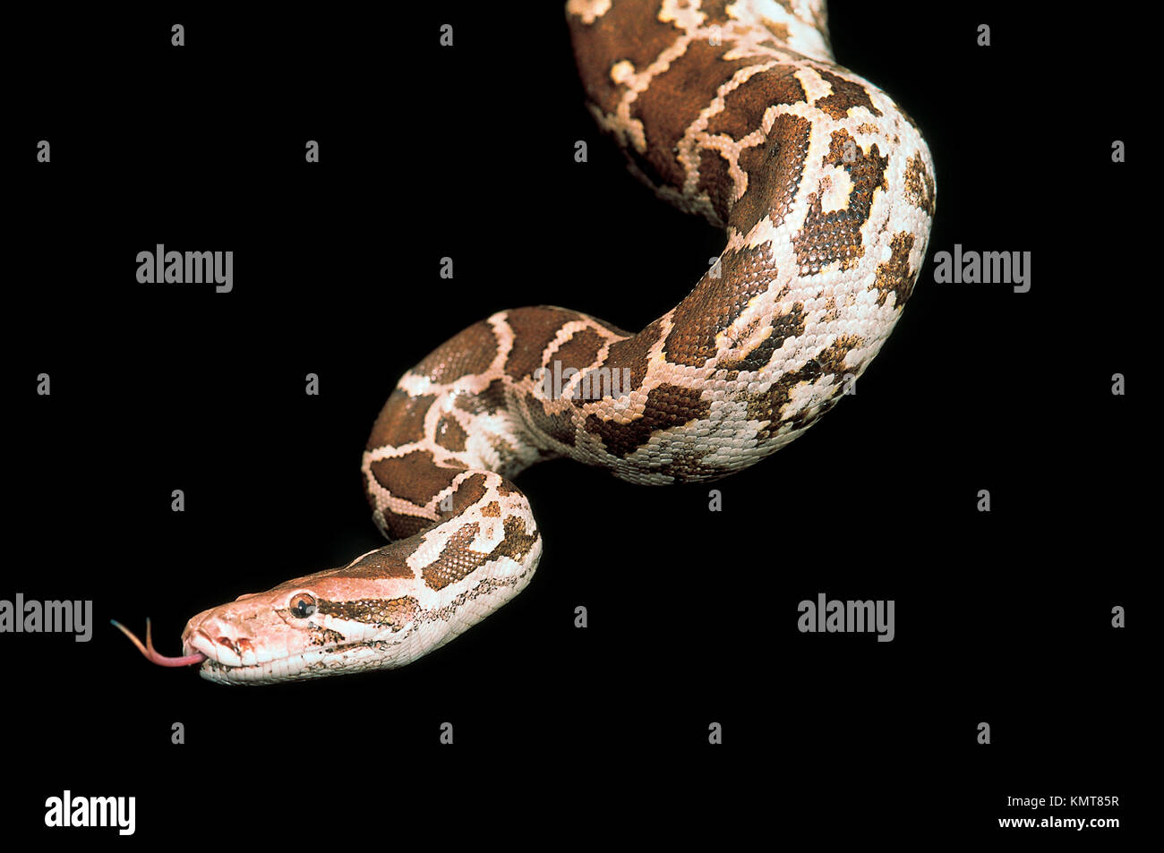 Indian Rock Python (Python molurus molurus), captive specimen Stock ... Indian Rock Python (Python molurus molurus), captive specimen Stock ...