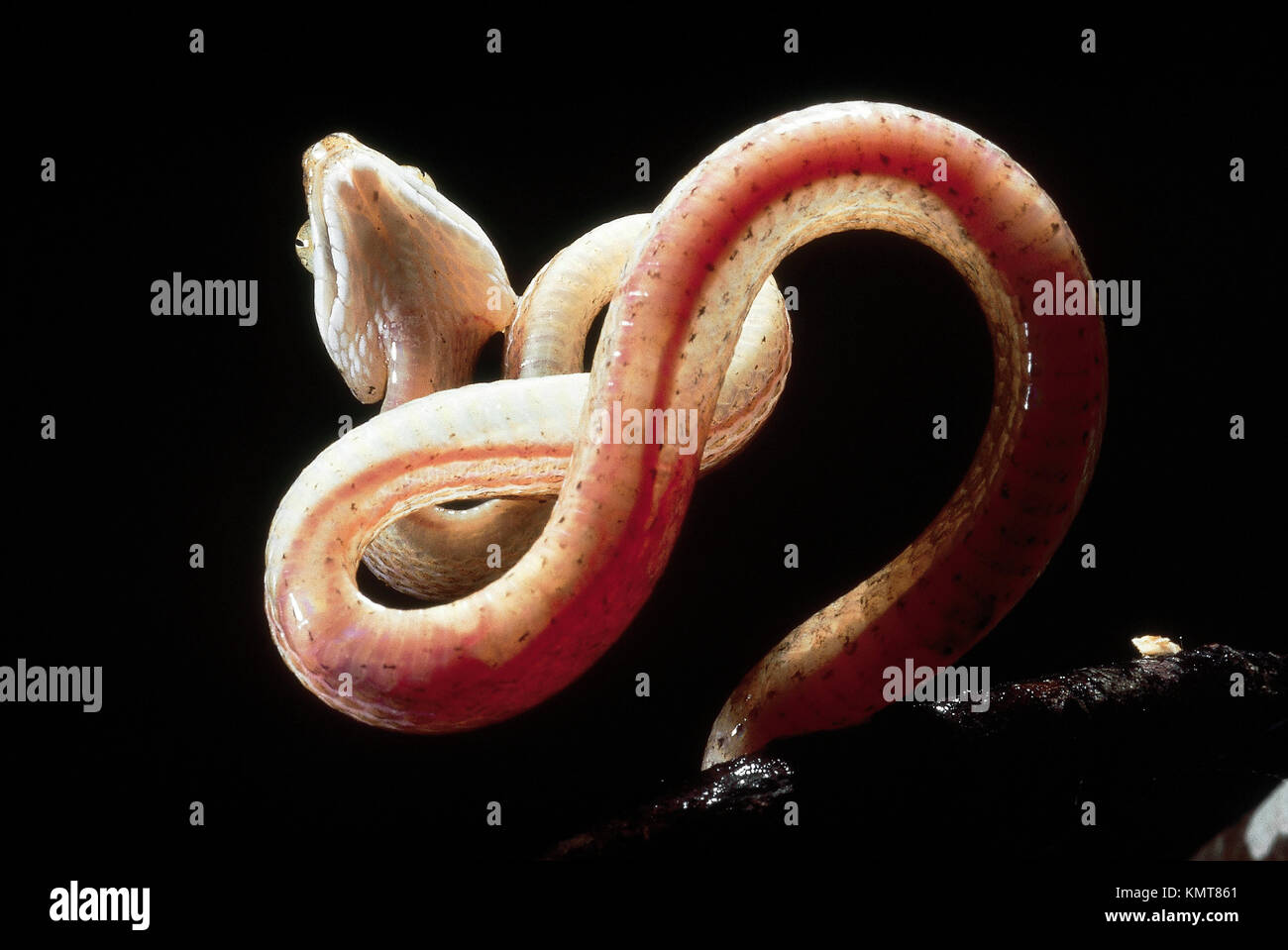 India snake blood hi-res stock photography and images - Alamy
