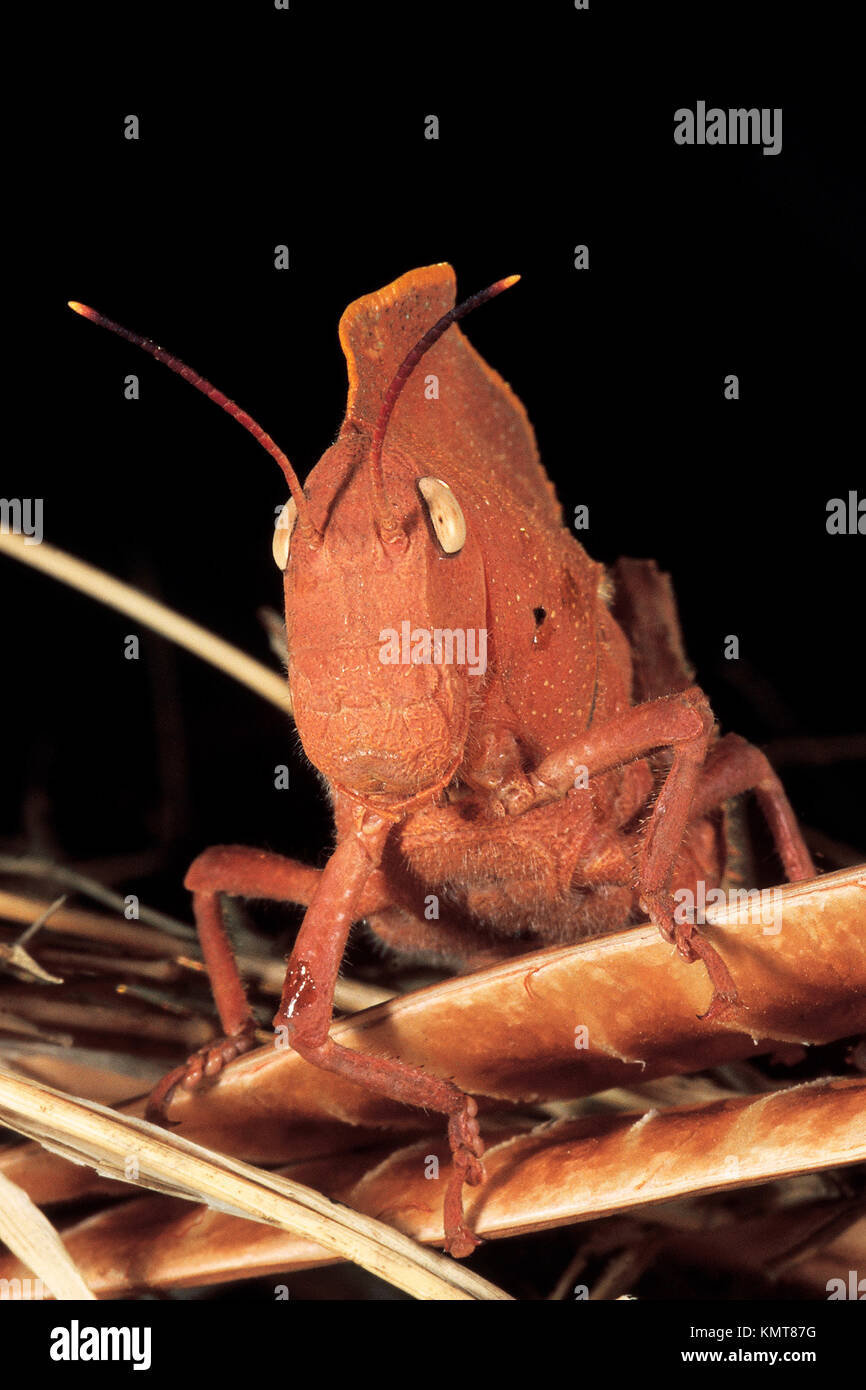 Hooded locust (Teratodus monticollaris). India Stock Photo - Alamy