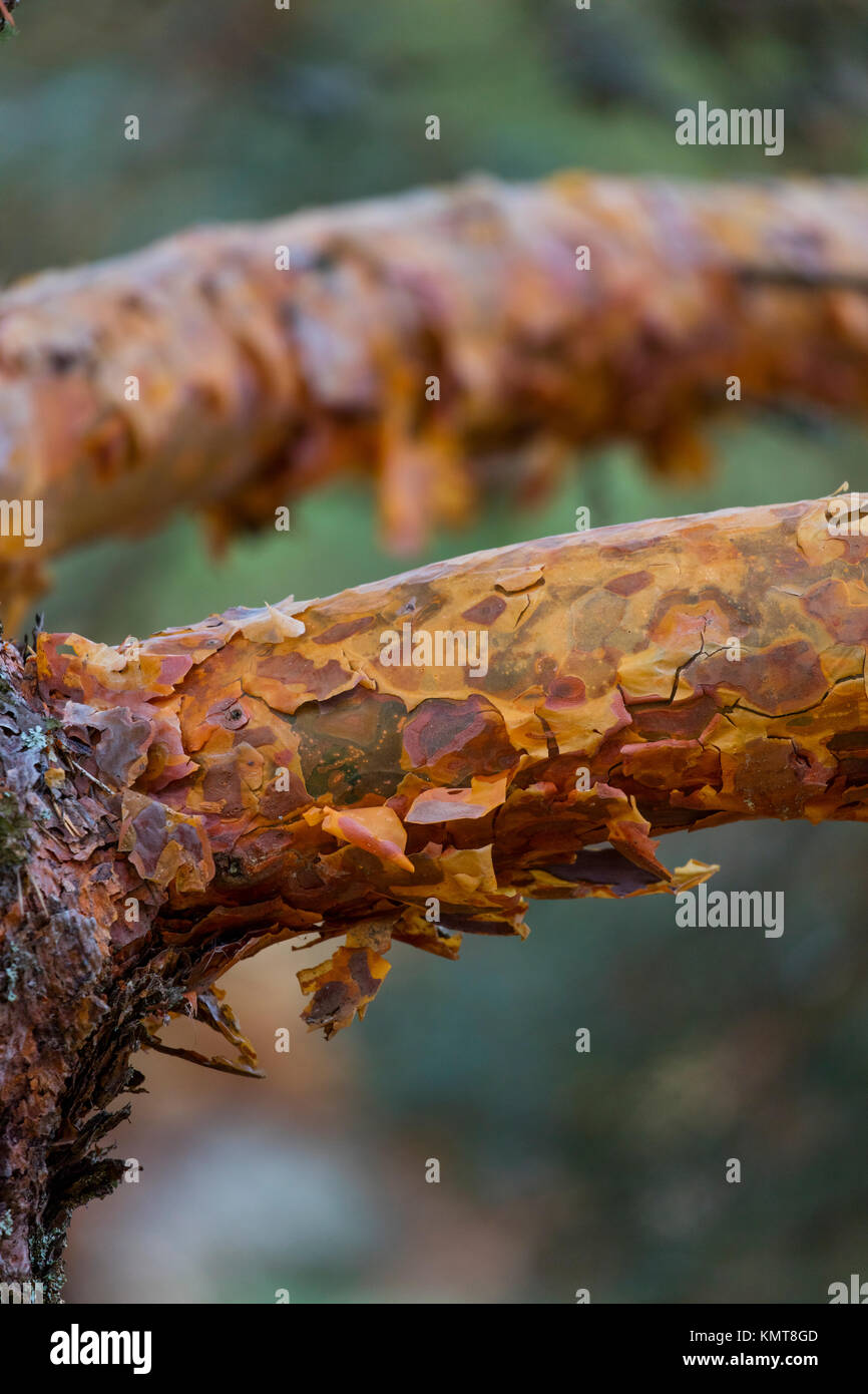 Pino silvestre pinus sylvestris l hi-res stock photography and images ...