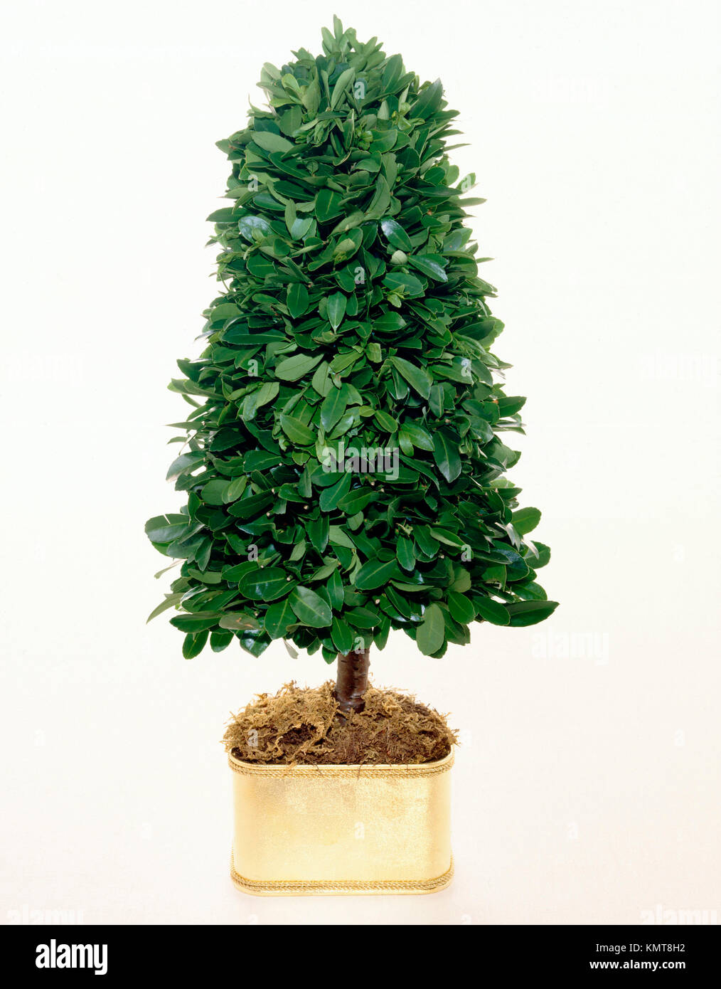 Single tree in plant pot Stock Photo - Alamy