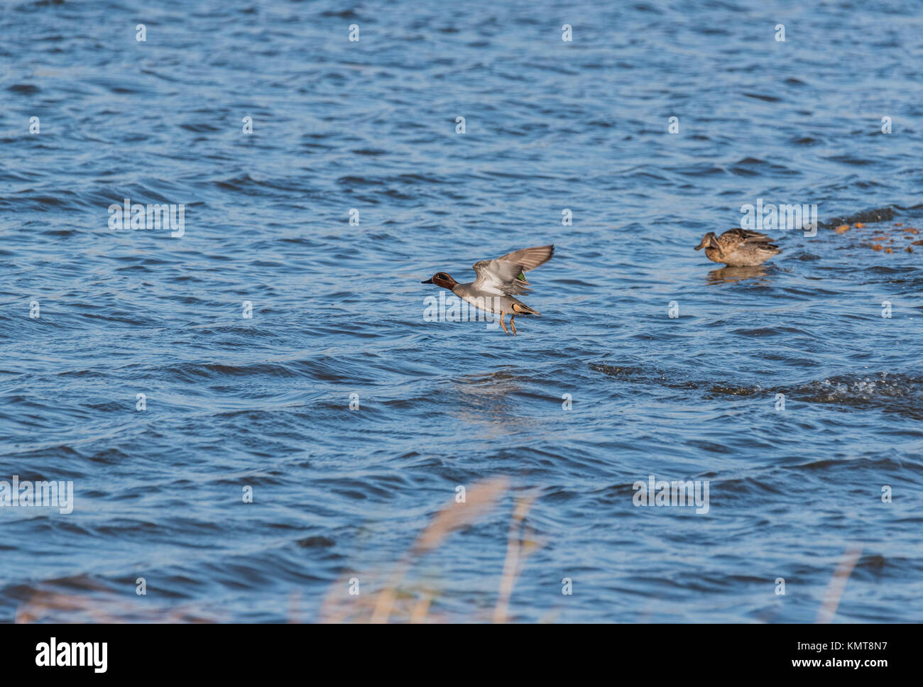 Teal bird uk flying autumn hi-res stock photography and images - Alamy