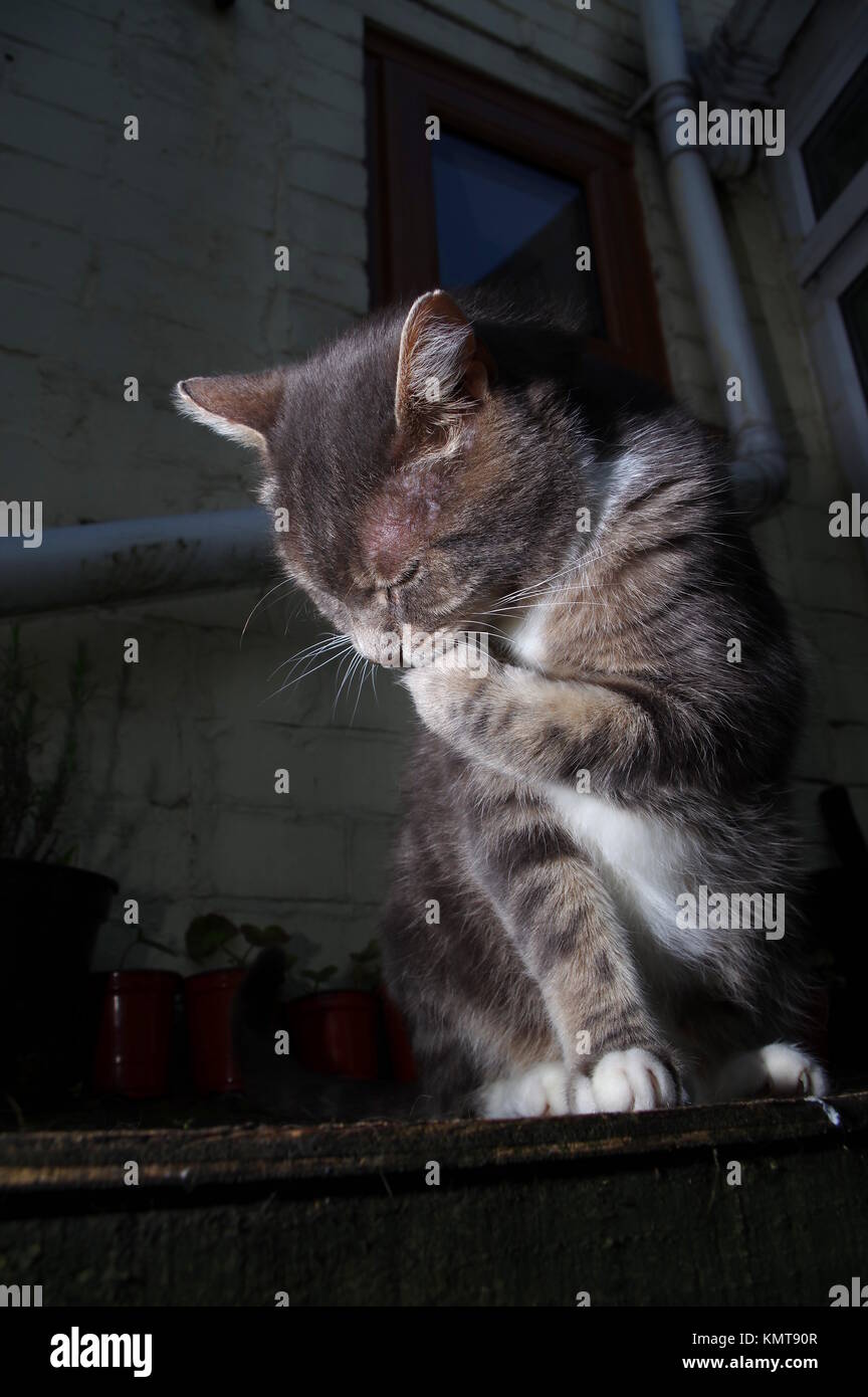 Tabby cat thinking hard Stock Photo - Alamy