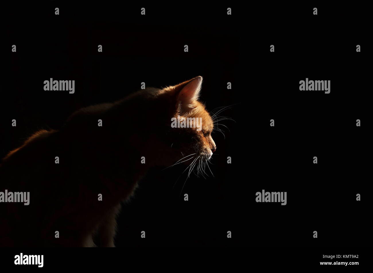 Profile of ginger cat with black background Stock Photo - Alamy