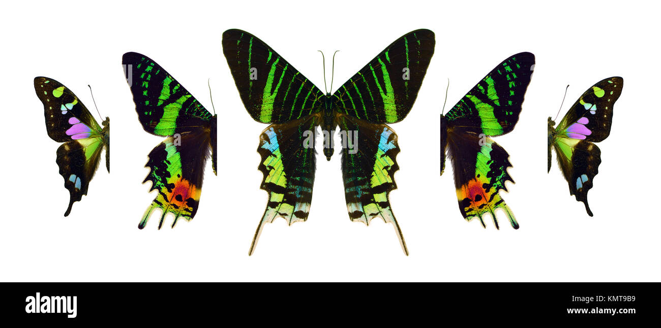 Collection of beautiful exotic colorful butterflies isolated on white ...