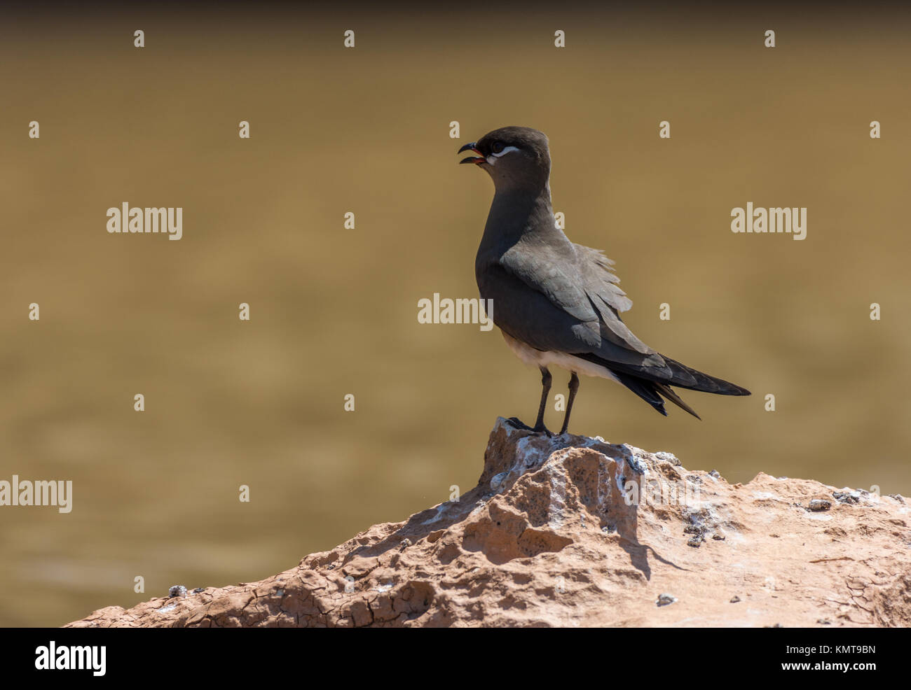 Glareola ocularis hi-res stock photography and images - Alamy