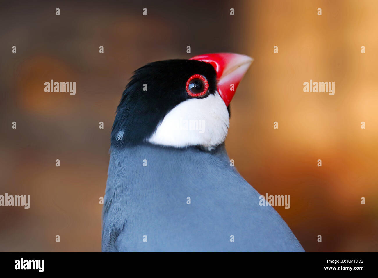java sparrow looking upwards Stock Photo - Alamy