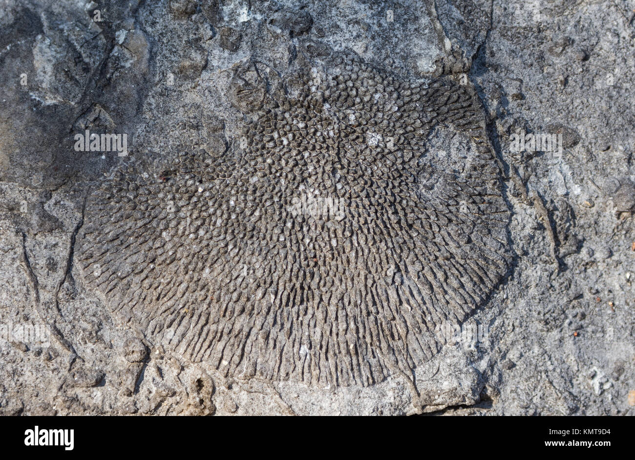 Fossilized corals preserved in Jurassic limestone in Tsingy de Bemaraha ...