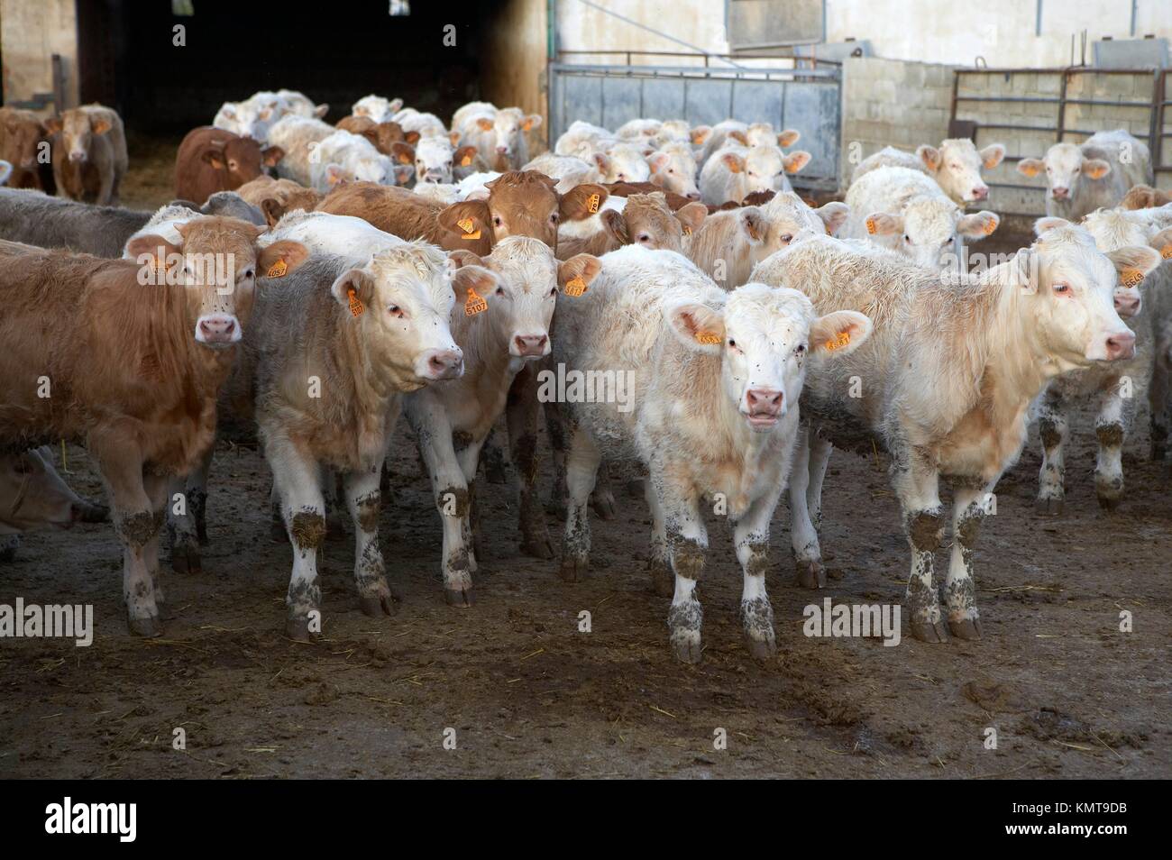 Cattle, Navarre, Spain Stock Photo - Alamy