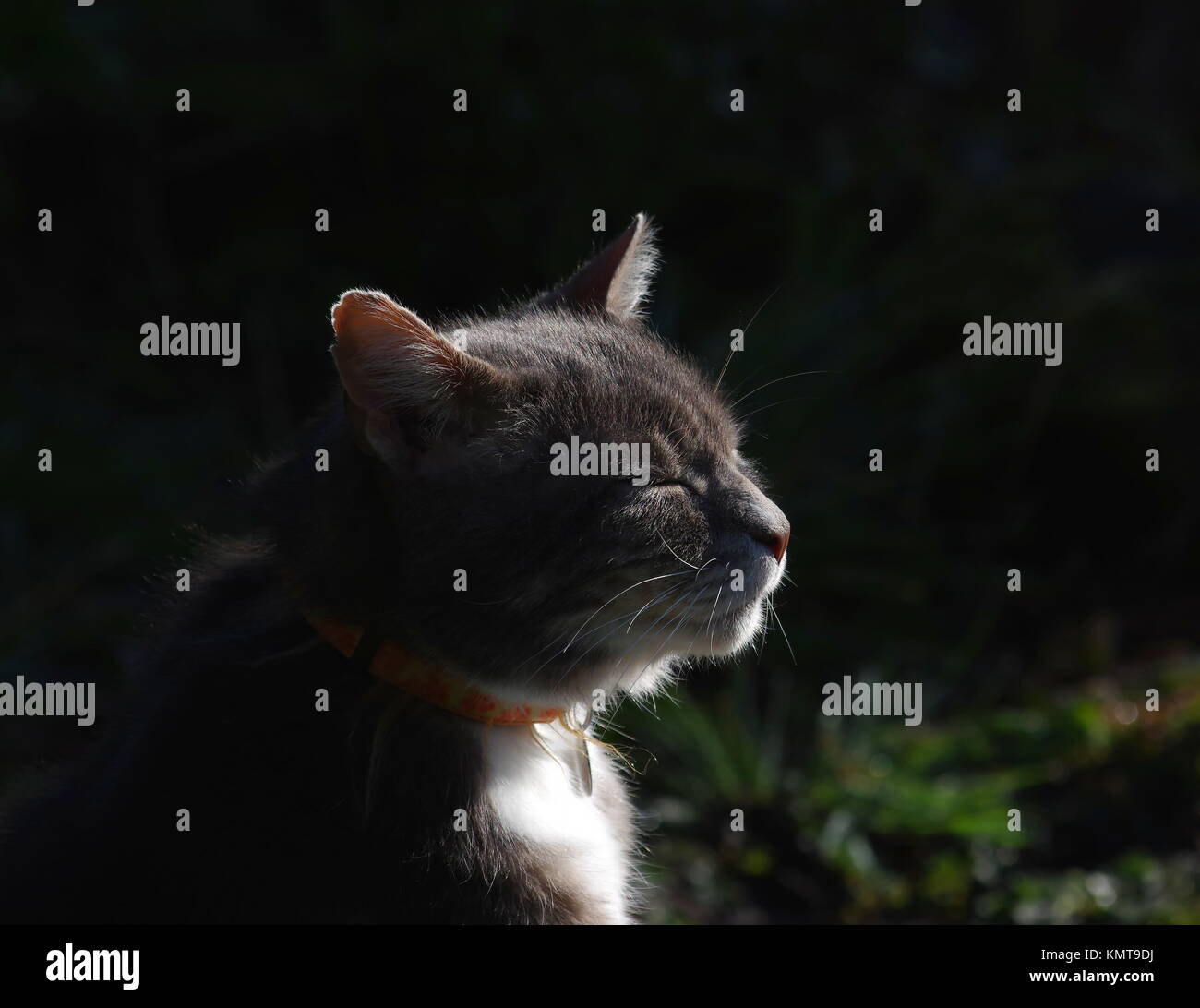 Profile of tabby cat with dark background Stock Photo - Alamy