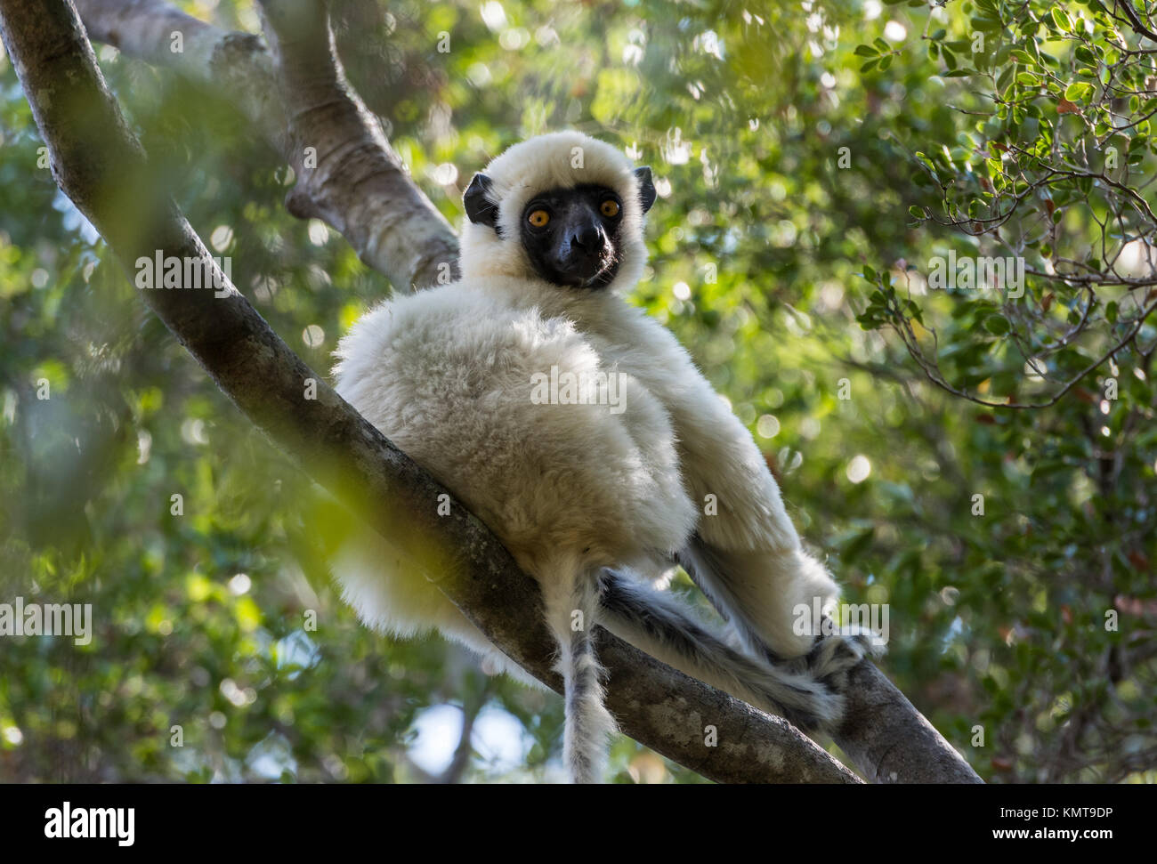 Tsingy bemaraha lemur hi-res stock photography and images - Alamy