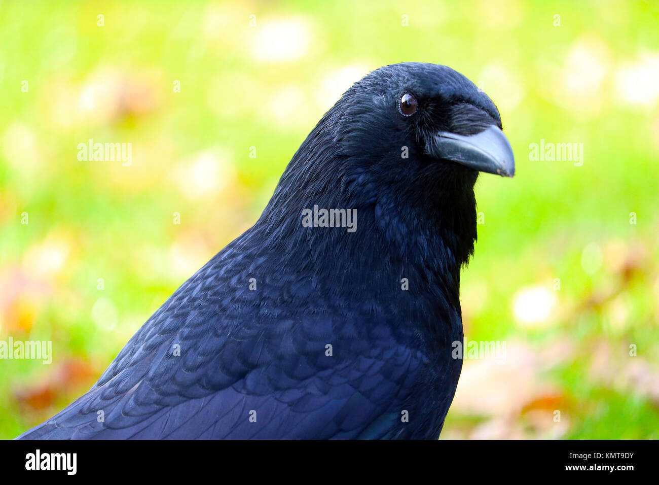 curious looking raven sitting on a green meadow Stock Photo - Alamy