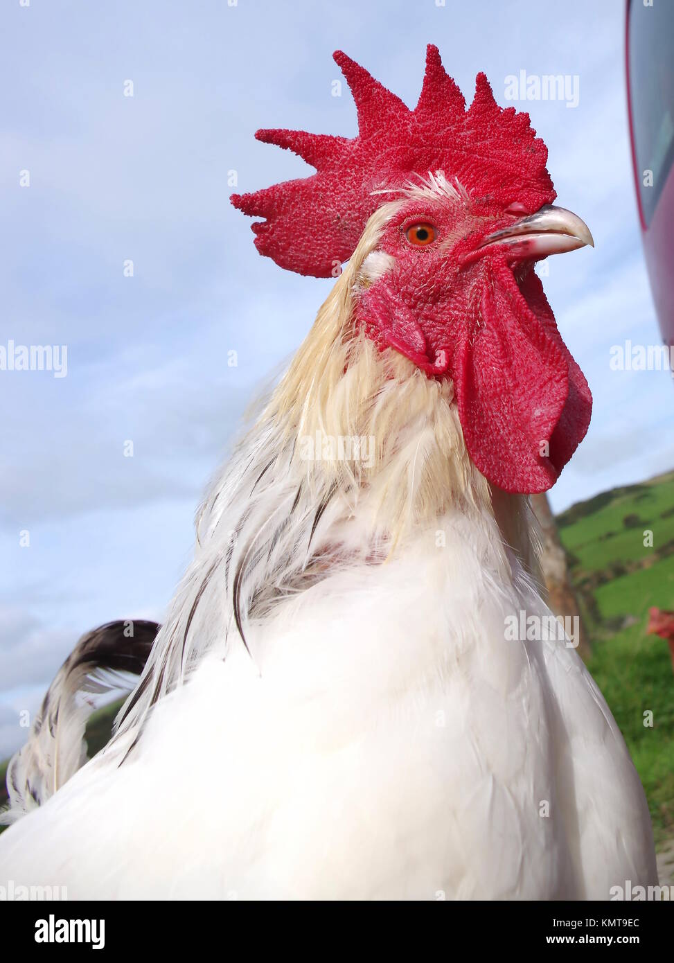 Portrait of leghorn cockerel Stock Photo - Alamy