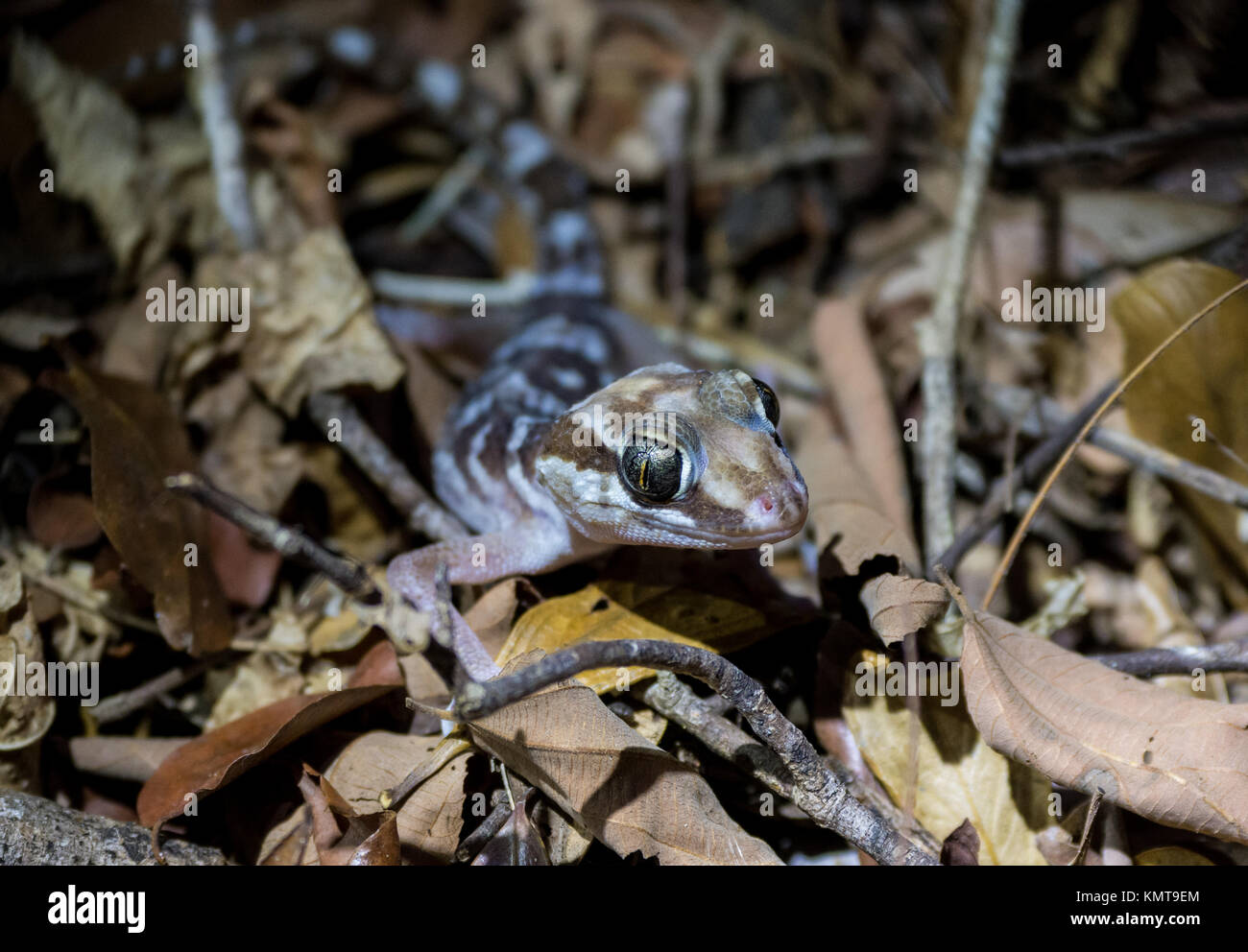 A small gecko on forest floor. Madagascar, Africa Stock Photo - Alamy